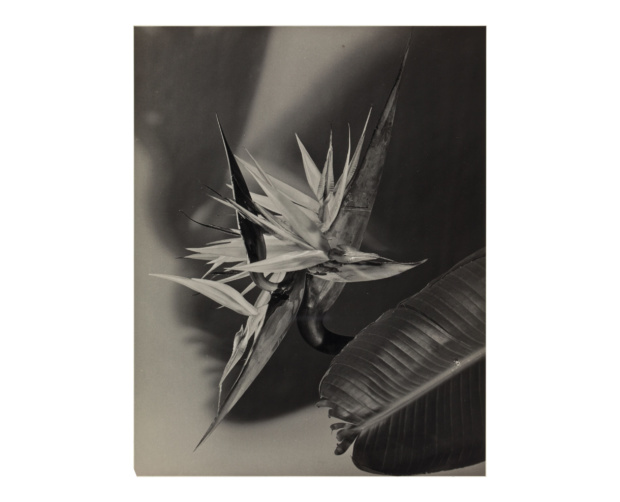 Flora Photographica: The Evolution of Flowers in Photography - London ...